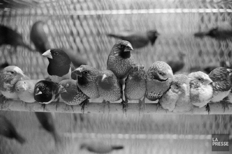 26 juin 1975 | BAnQ numérique