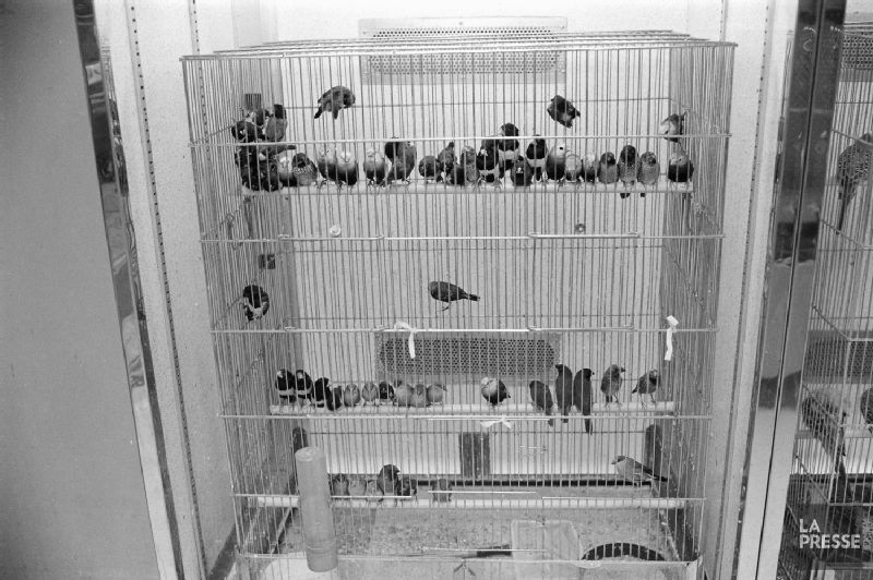 26 juin 1975 | BAnQ numérique